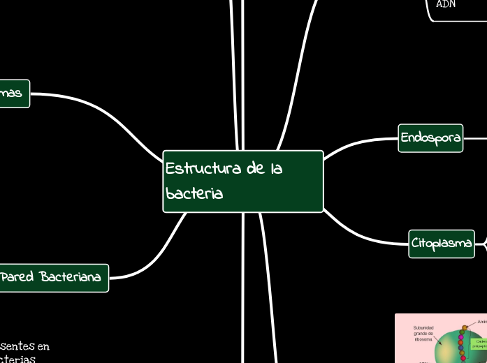 Estructura de la bacteria - Mind Map